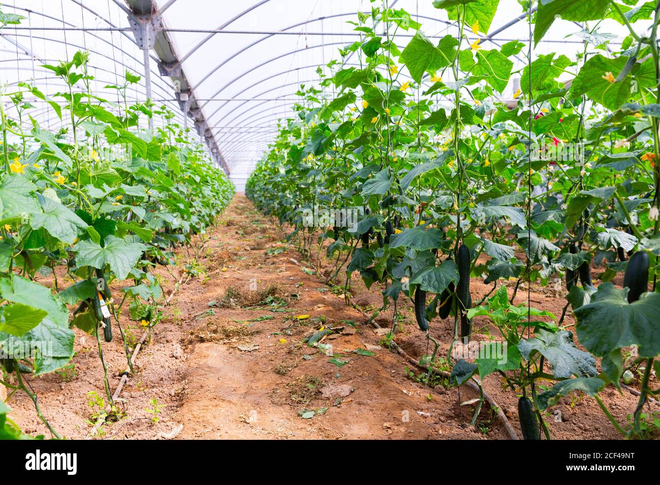 Rows of cucumber plants growing in large commercial greenhouse ...