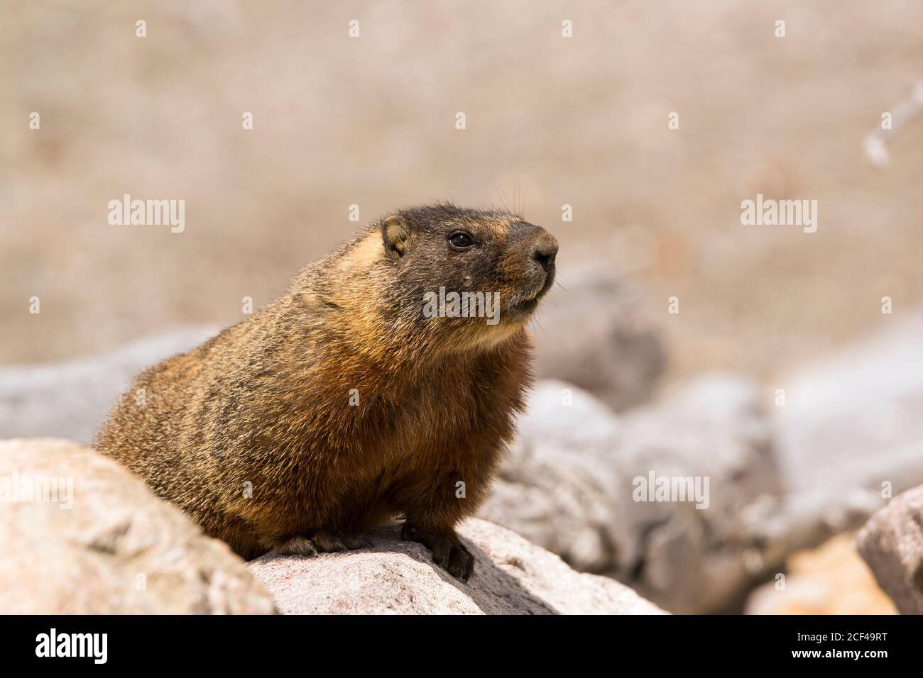 North american marmot hi-res stock photography and images - Alamy