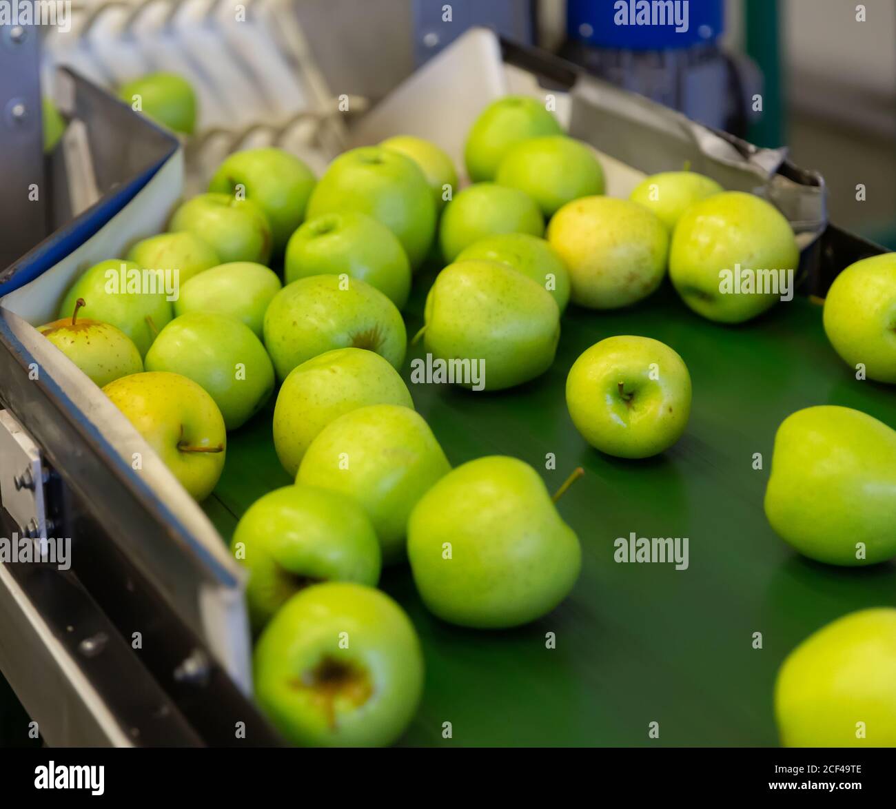 View of ripe quality apples on conveyor belt of sorting production line ...