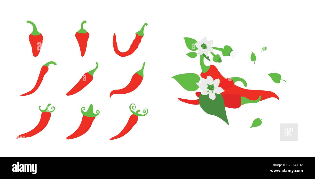 Chili pepper plant white flowers Stock Vector Images - Alamy