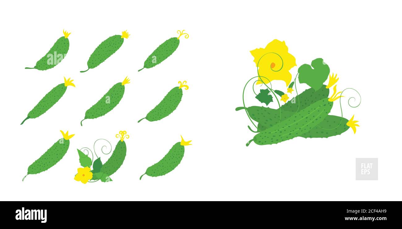 Cucumber on a white background set. Very simple flat style. Different ...