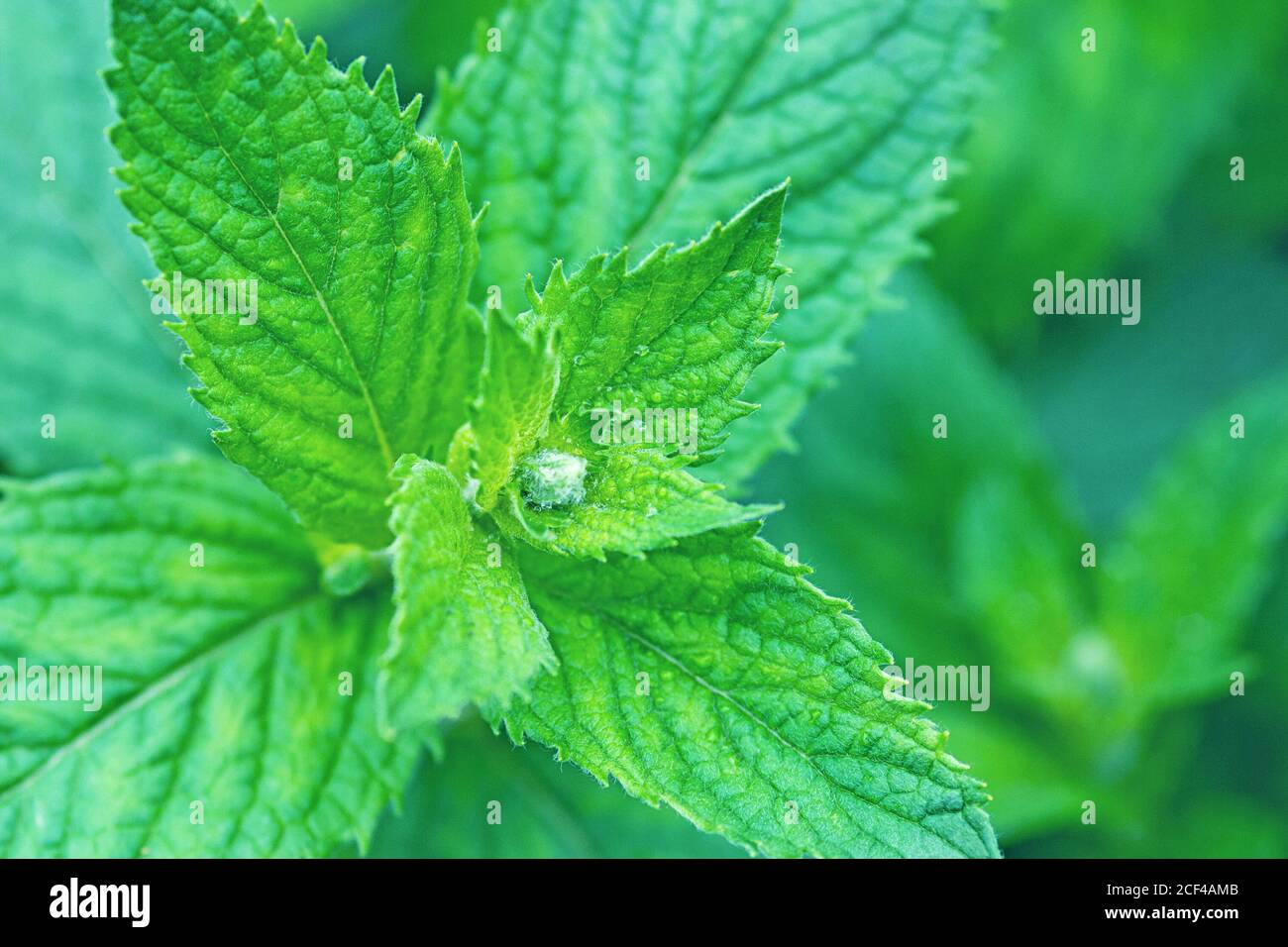 garden mint green background, closeup Stock Photo - Alamy