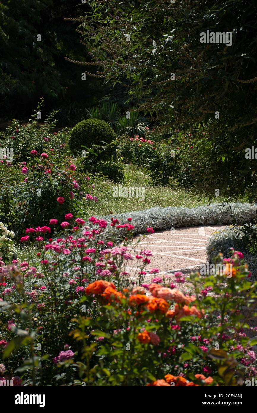 Flower beds along the path. Rose bushes in the Botanical garden ...