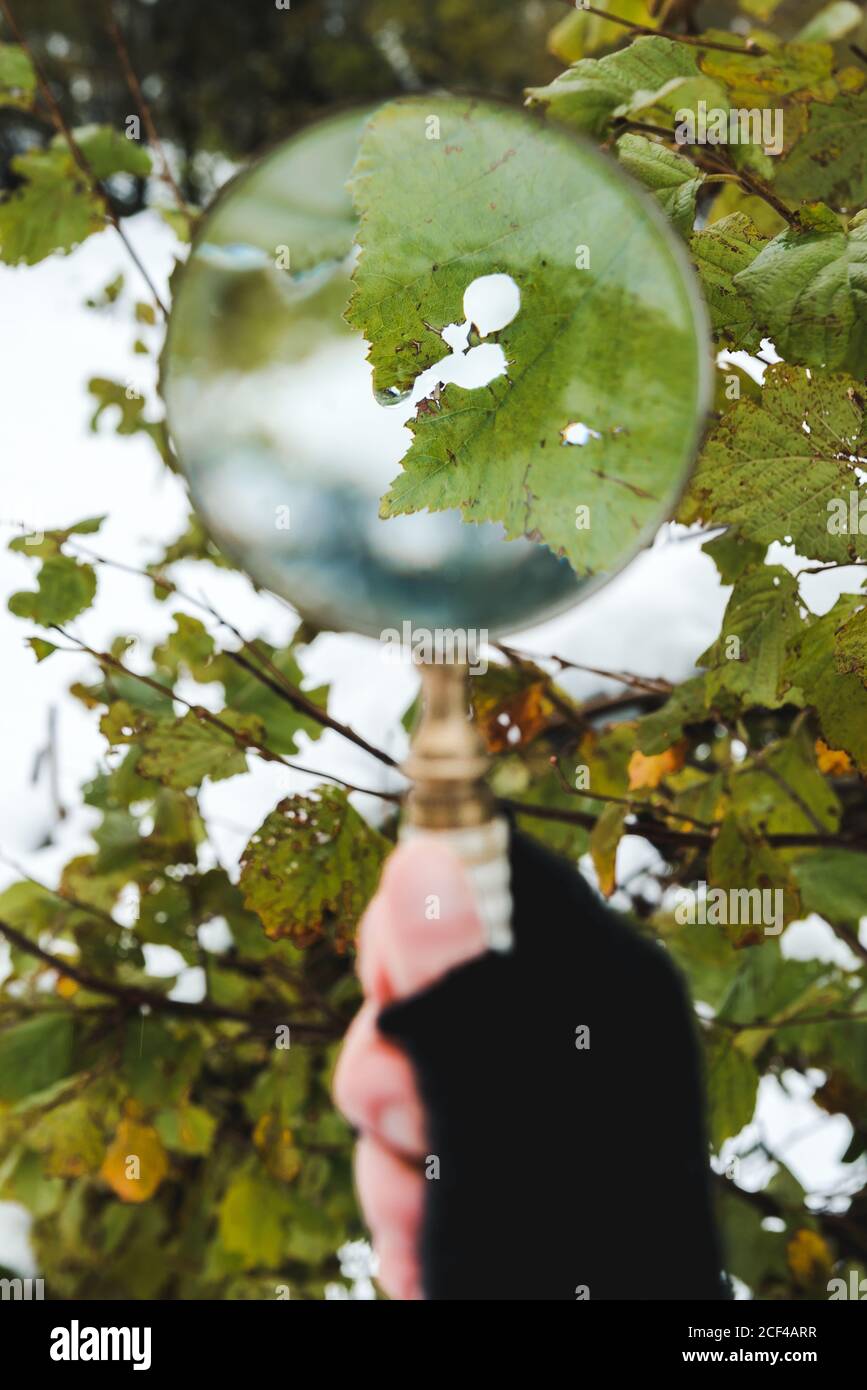 Crop faceless person in black arm warmer examining leaf of tree through ...