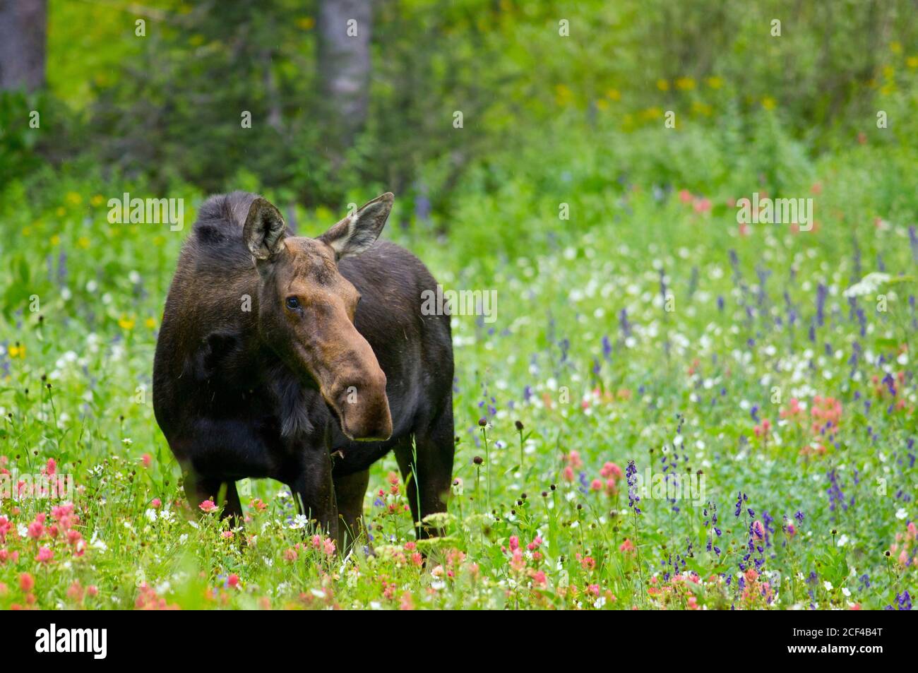 cow moose in flowers Stock Photo - Alamy