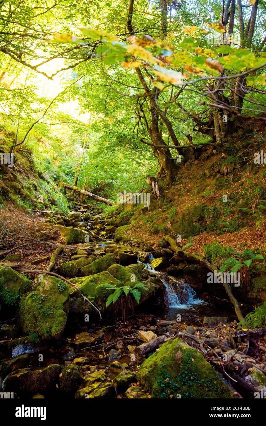 Hillside in forest in summer day with cascade running in the meddle ...