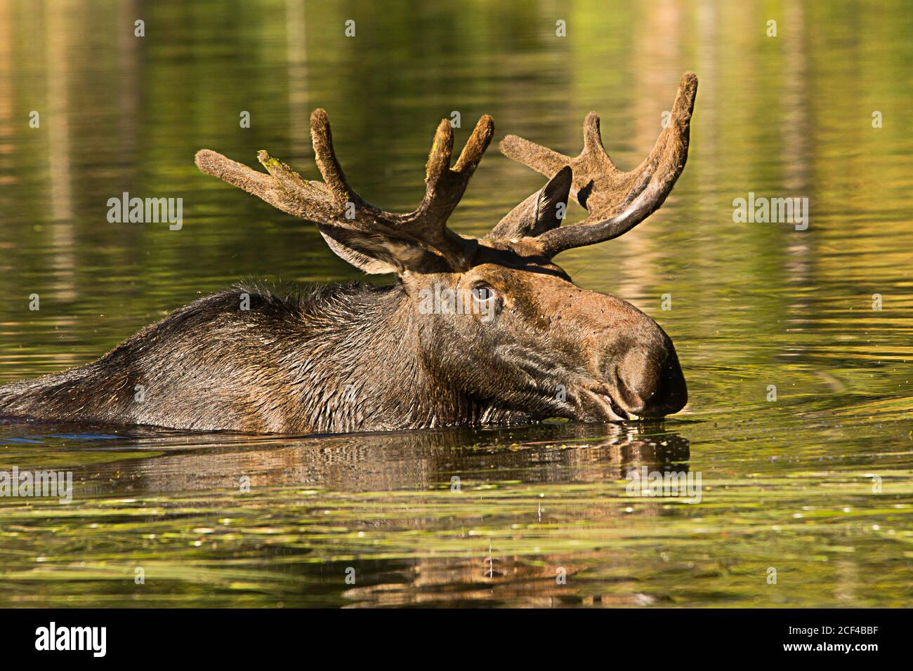Moose in water hi-res stock photography and images - Alamy