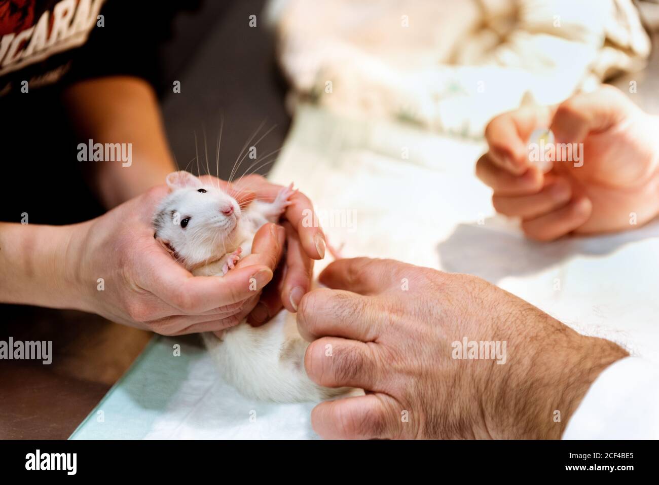 Veterinarian making injection for rat Stock Photo - Alamy