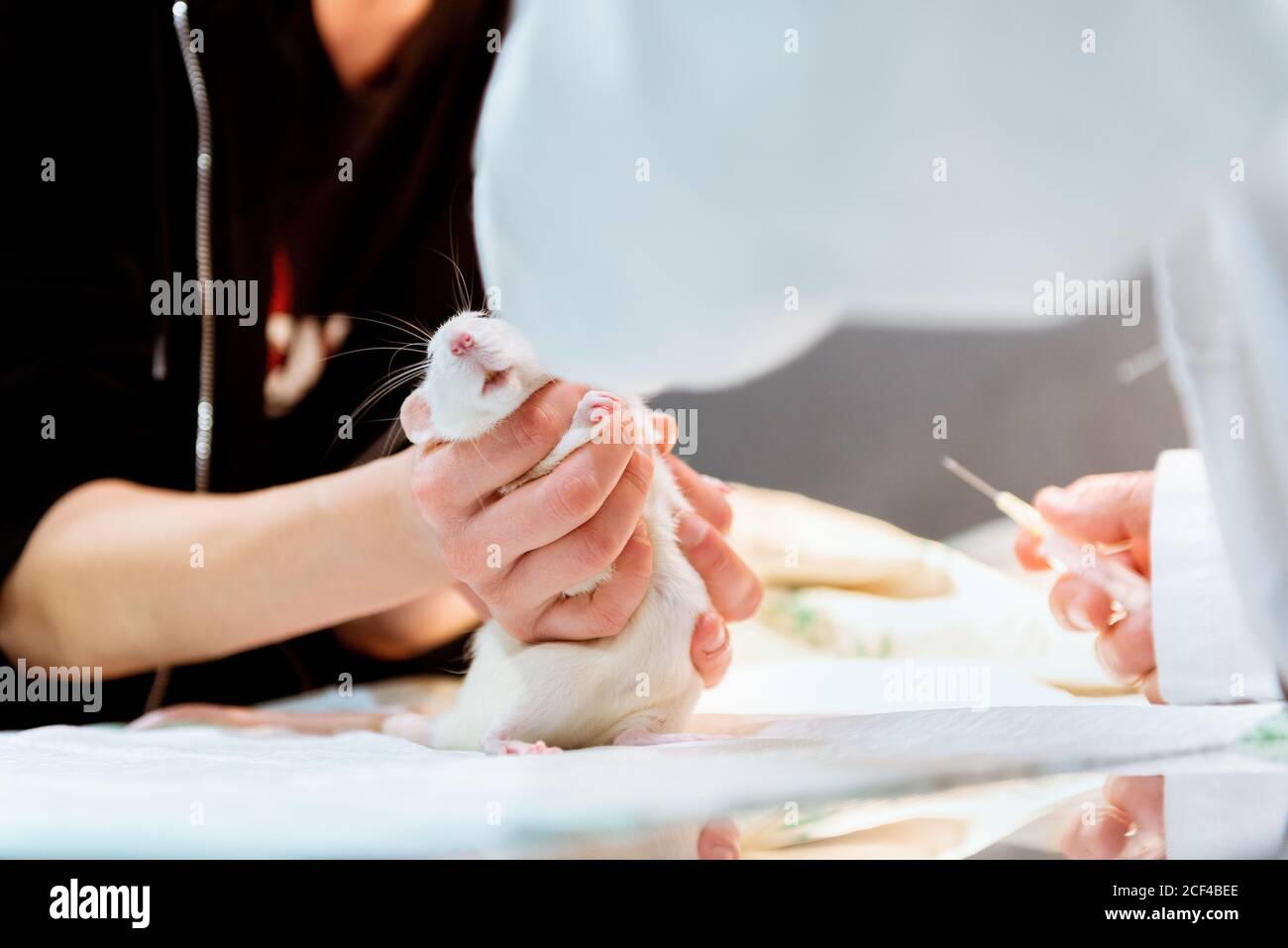 Vaccine syringe and mouse hi-res stock photography and images - Alamy