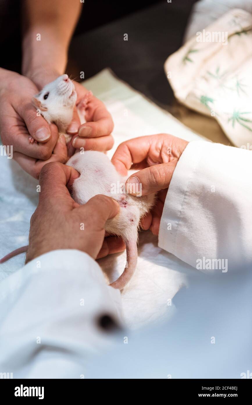 Vet doctor examining pet rat Stock Photo - Alamy