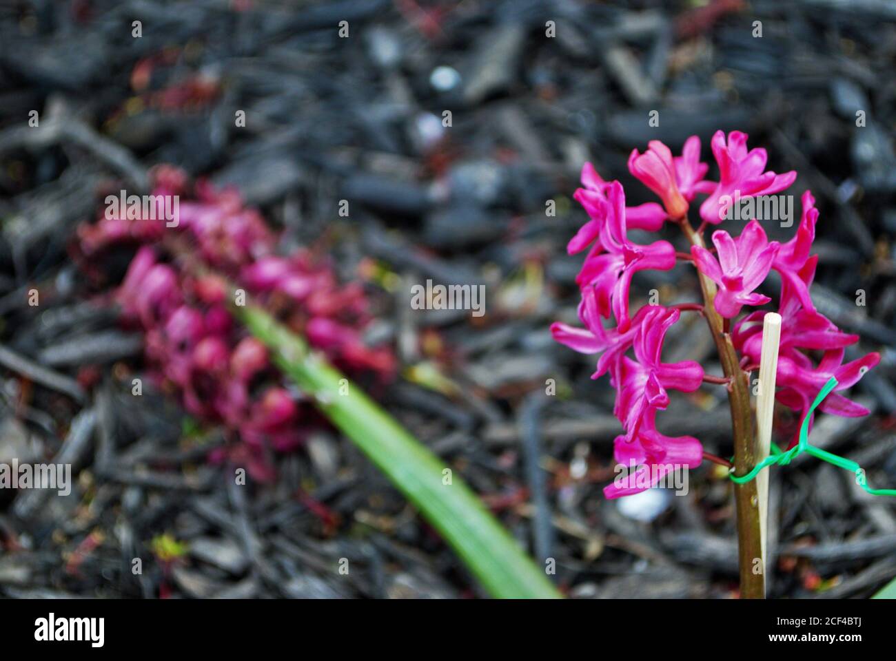 Dead pink hyacinth hi-res stock photography and images - Alamy