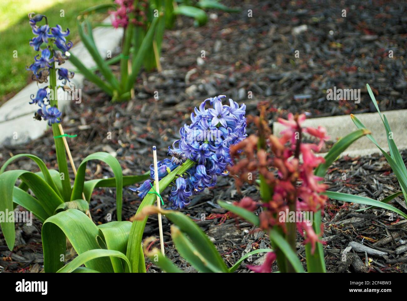 Dead pink hyacinth hi-res stock photography and images - Alamy