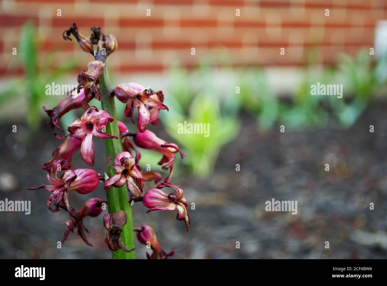 Dead pink hyacinth hi-res stock photography and images - Alamy