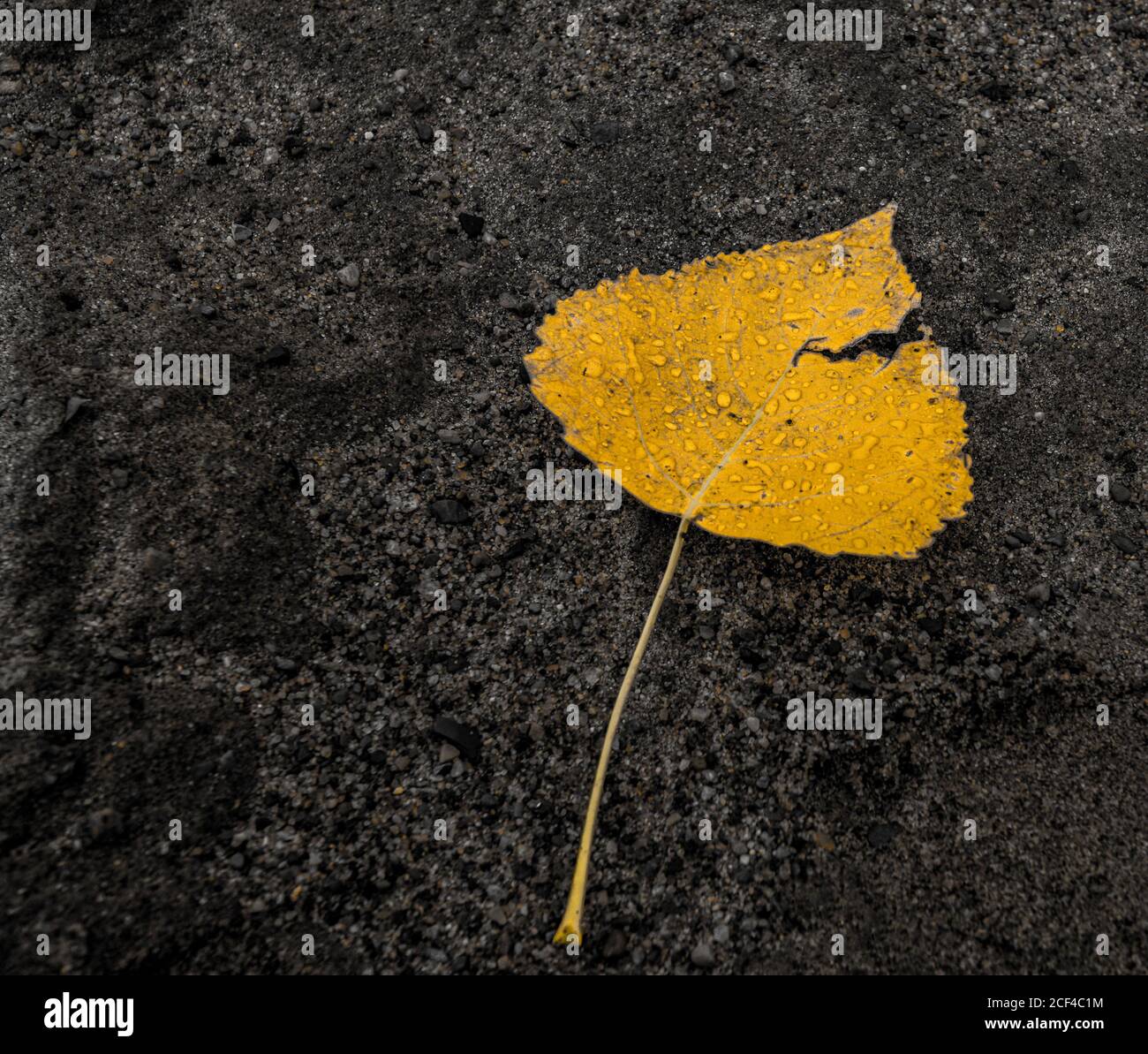 Leaf of Autumn Stock Photo - Alamy