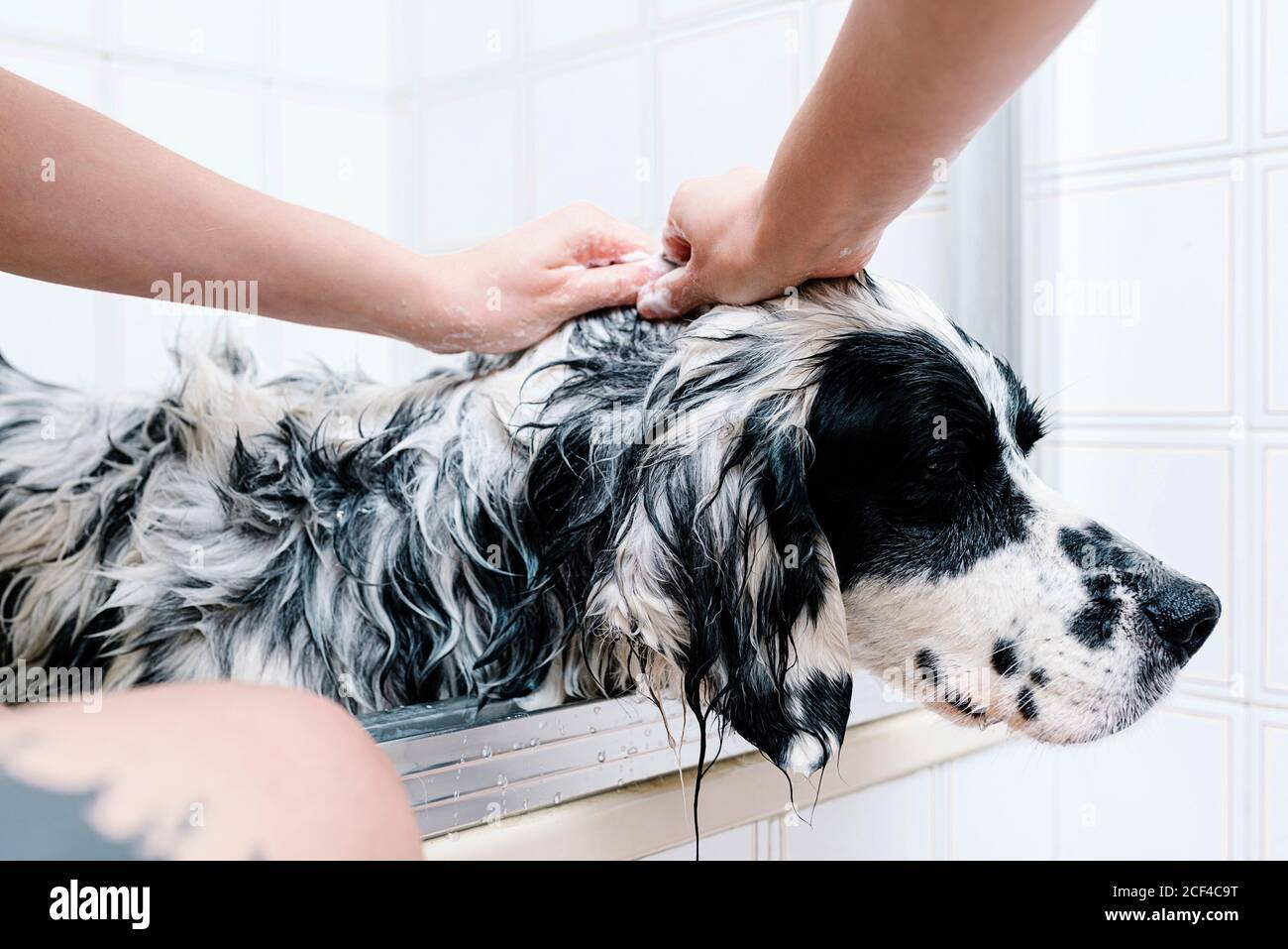 faceless Woman washing English setter dog in bathtub in light bathroom ...