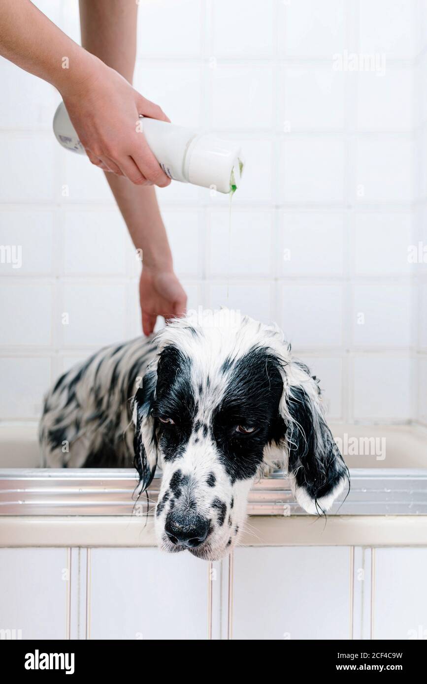 faceless Woman washing English setter dog in bathtub in light bathroom ...
