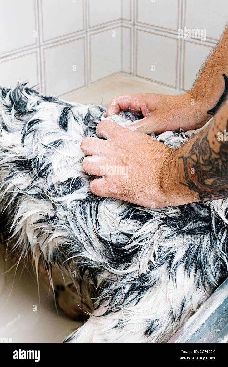 Man washing dog hi-res stock photography and images - Alamy