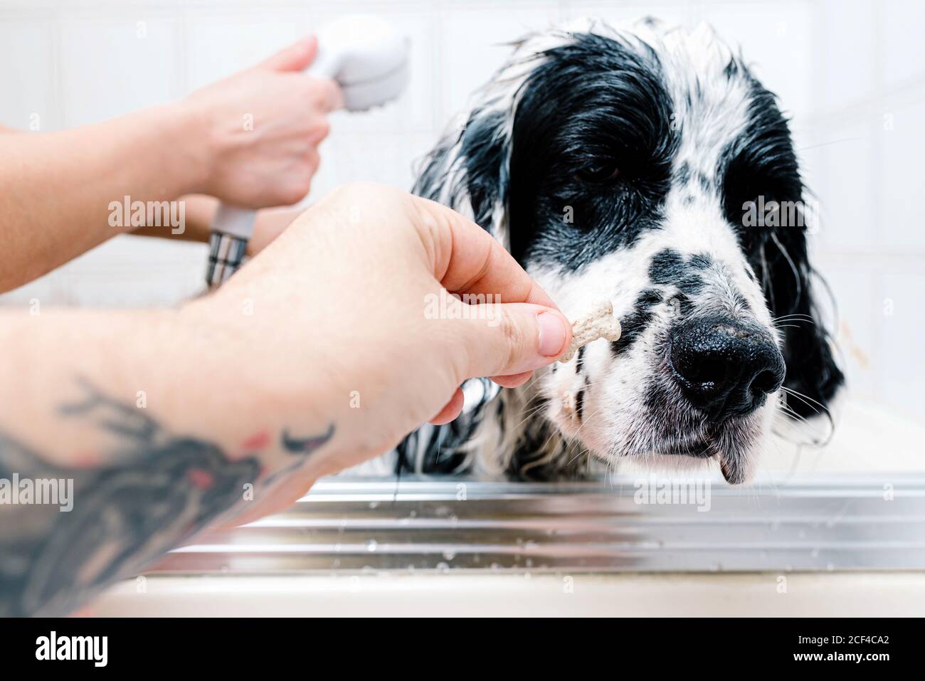 Crop male owner giving treat and comforting sad English setter dog ...