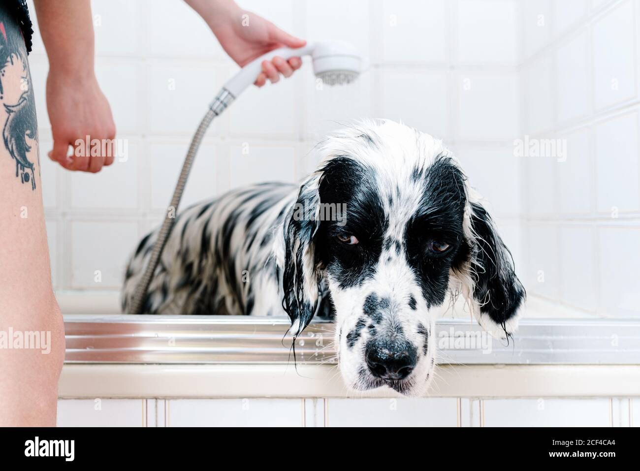 Woman bathing dog in bathtub hi-res stock photography and images - Alamy