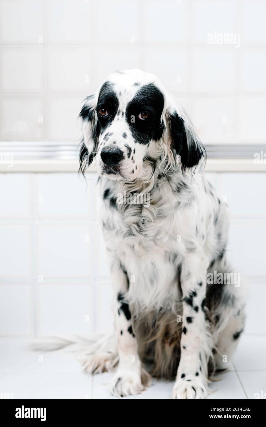 Calm black and white spotted English setter looking at camera with ...