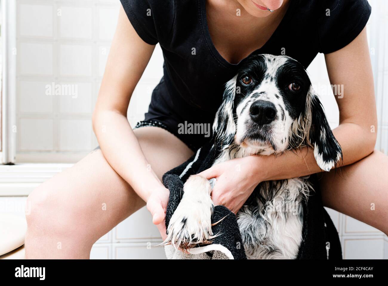 Front view of person demonstrating at camera wet paw of big dappled dog ...