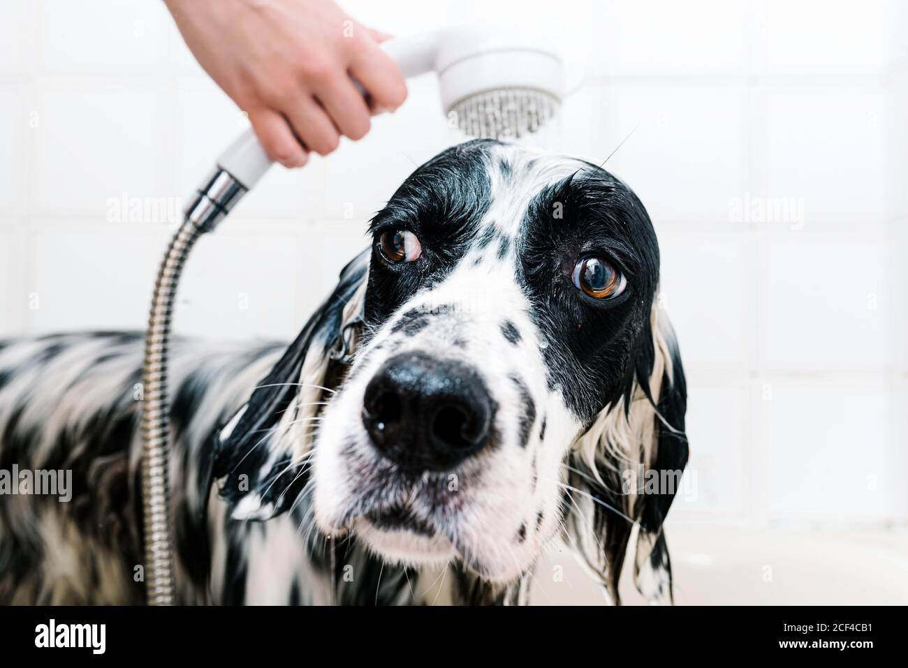 faceless Woman washing English setter dog in bathtub in light bathroom ...