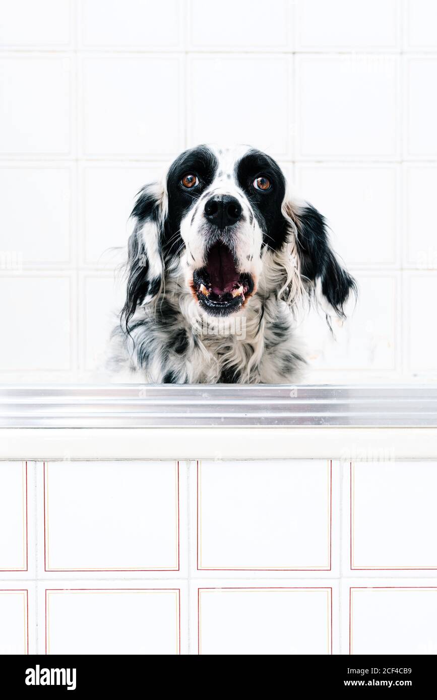 English Setter Lying On Floor High Resolution Stock Photography and ...