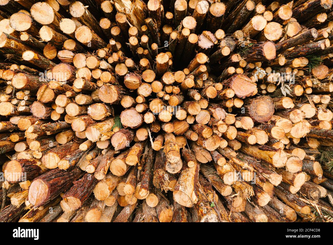 From above of pile of timber logs stacked in forest of Hoces del Esva ...
