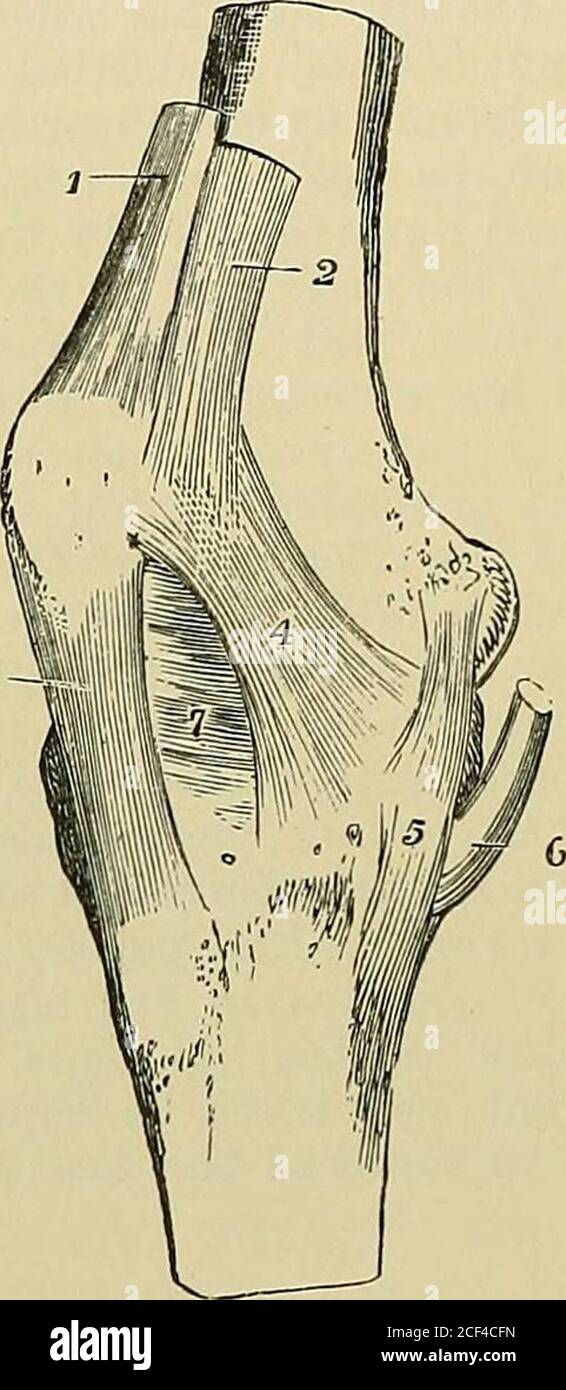 Lateral femoral condyle hi-res stock photography and images - Alamy