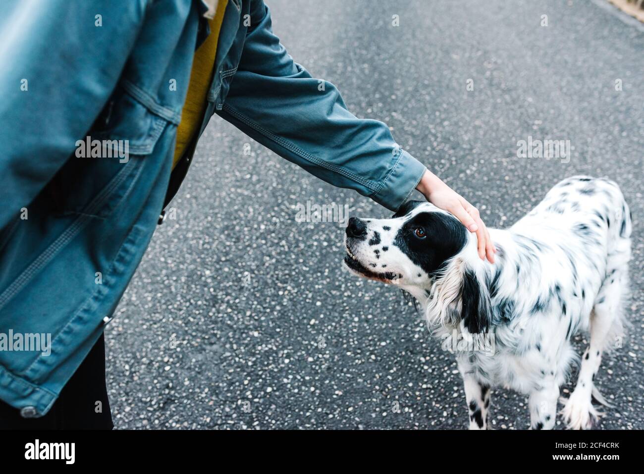 English setter dog with black spots standing on ground while being ...