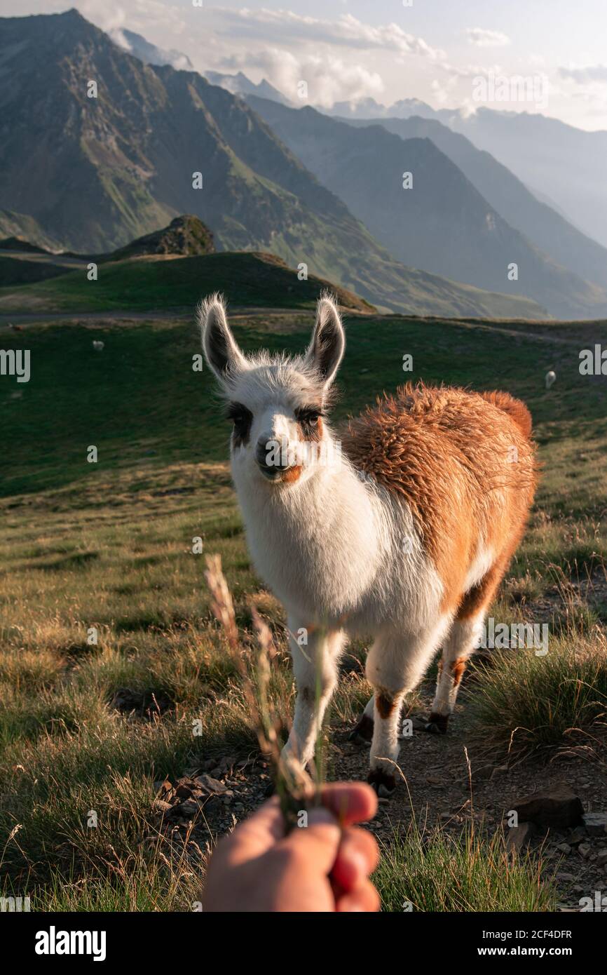 hand feeding Fluffy white and brown spot lama with curiosity looking at ...
