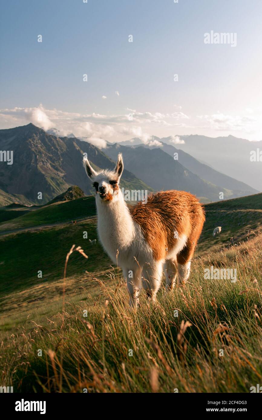 Fluffy white and brown spot lama with curiosity looking at camera and ...