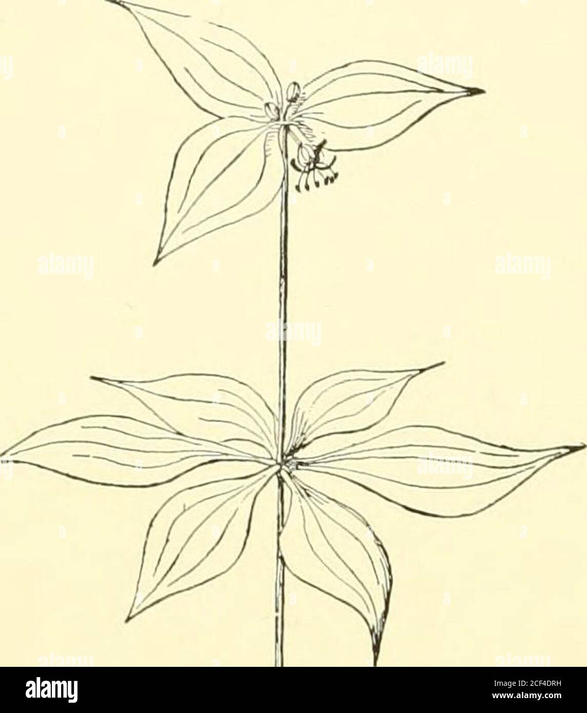 Awl together hi-res stock photography and images - Alamy