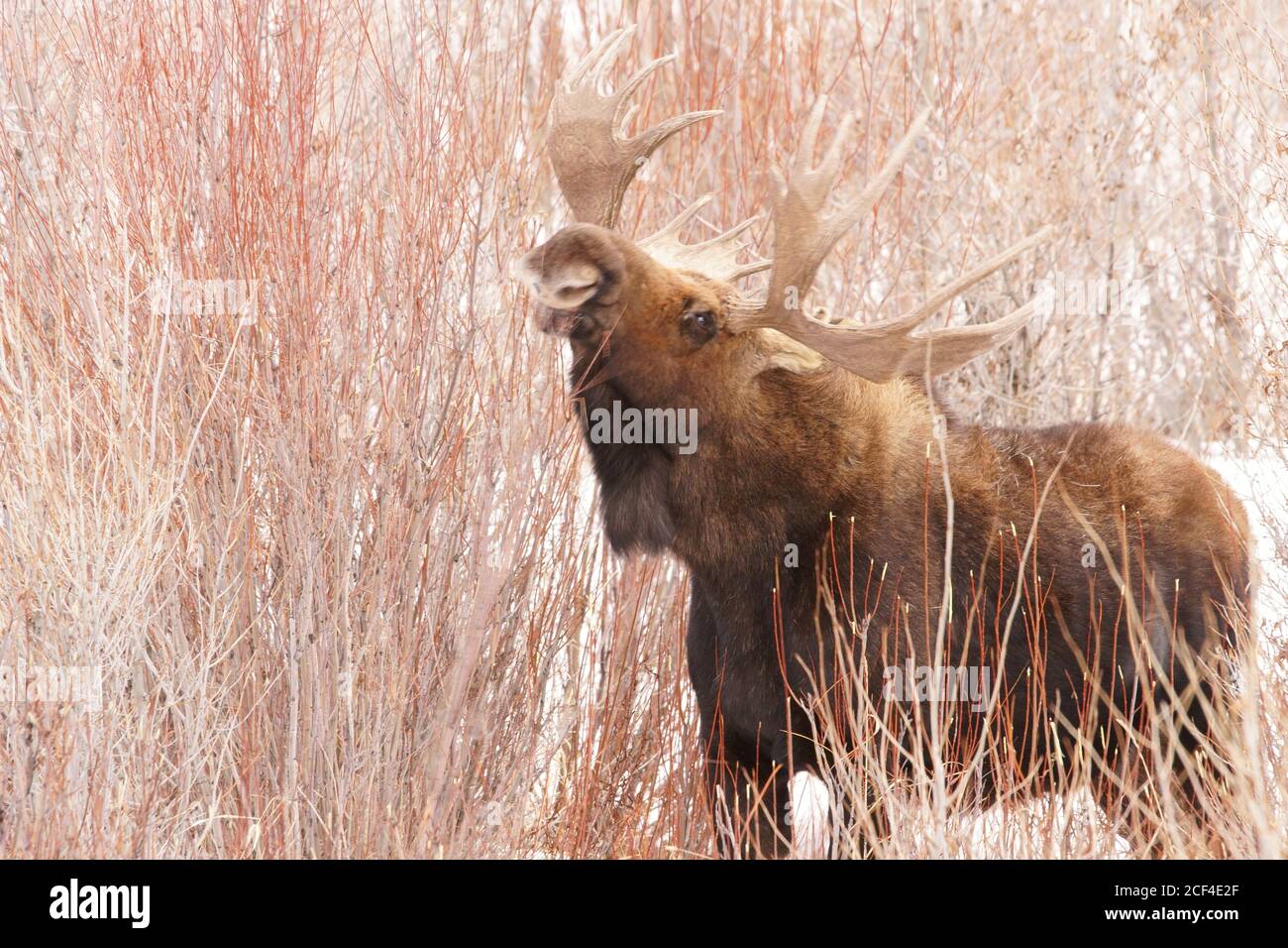 Lip curl hi-res stock photography and images - Alamy