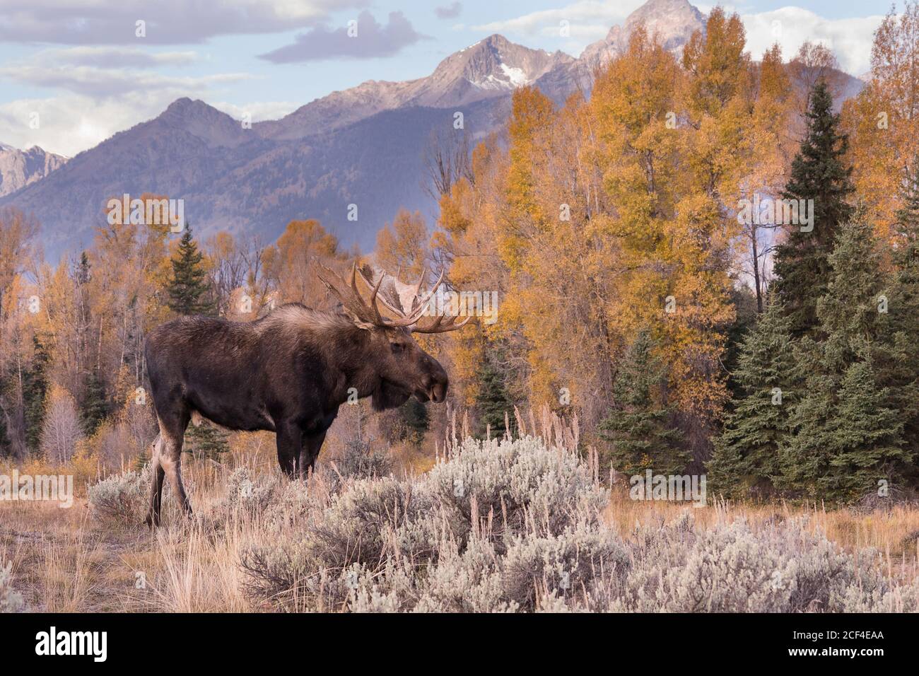 bull moose in fall color Stock Photo - Alamy