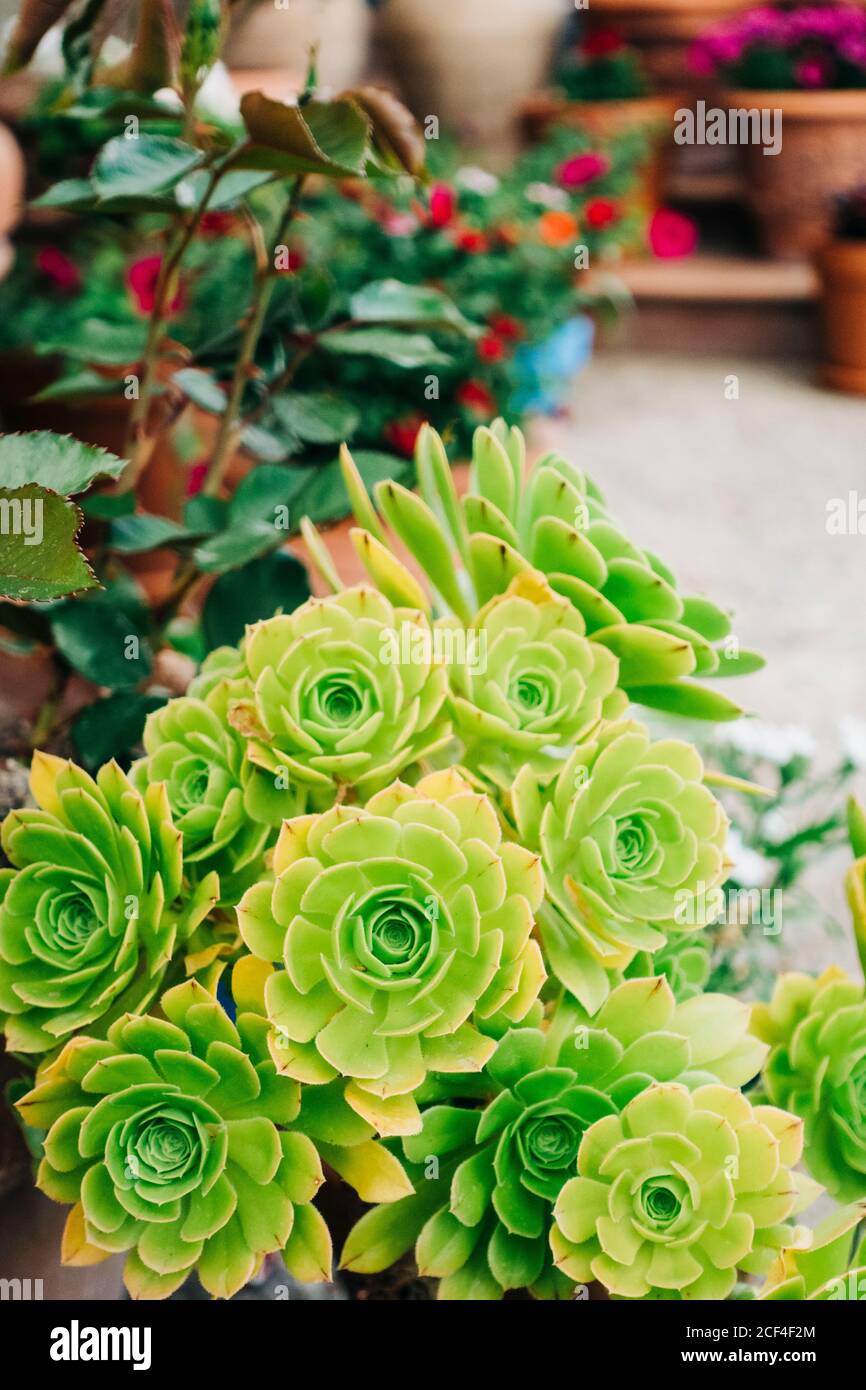 Succulents in pots hi-res stock photography and images - Alamy