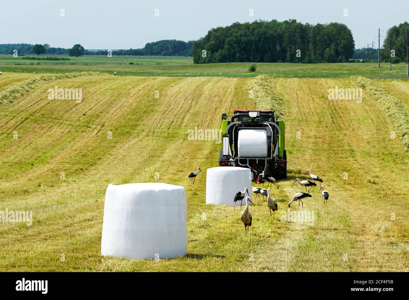 a meadow with a hay press, wrapped hay bales and lots of storks Stock ...
