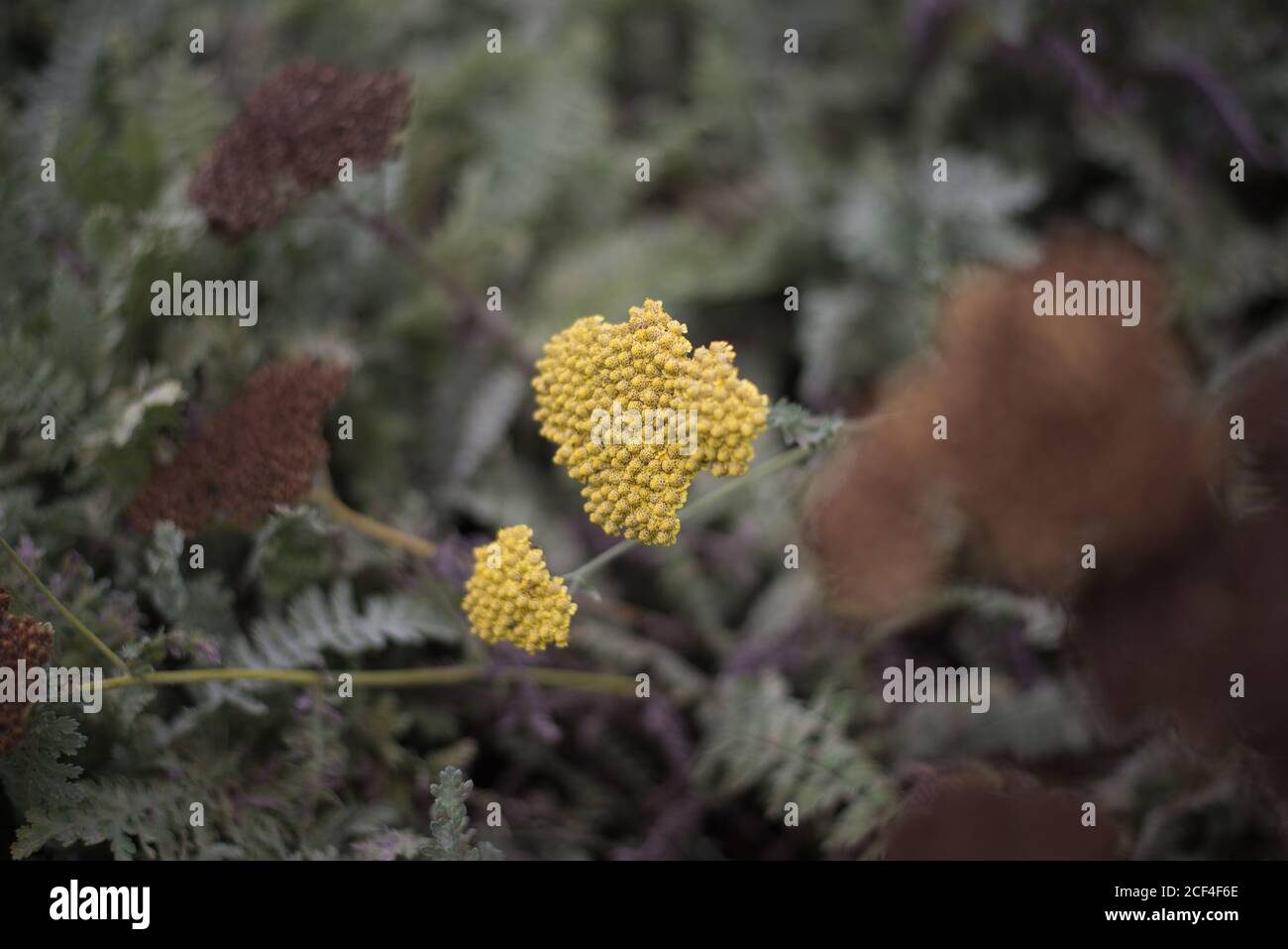 Yellow & Brown Flowers with Green Leaves at Royal Botanical Gardens at ...