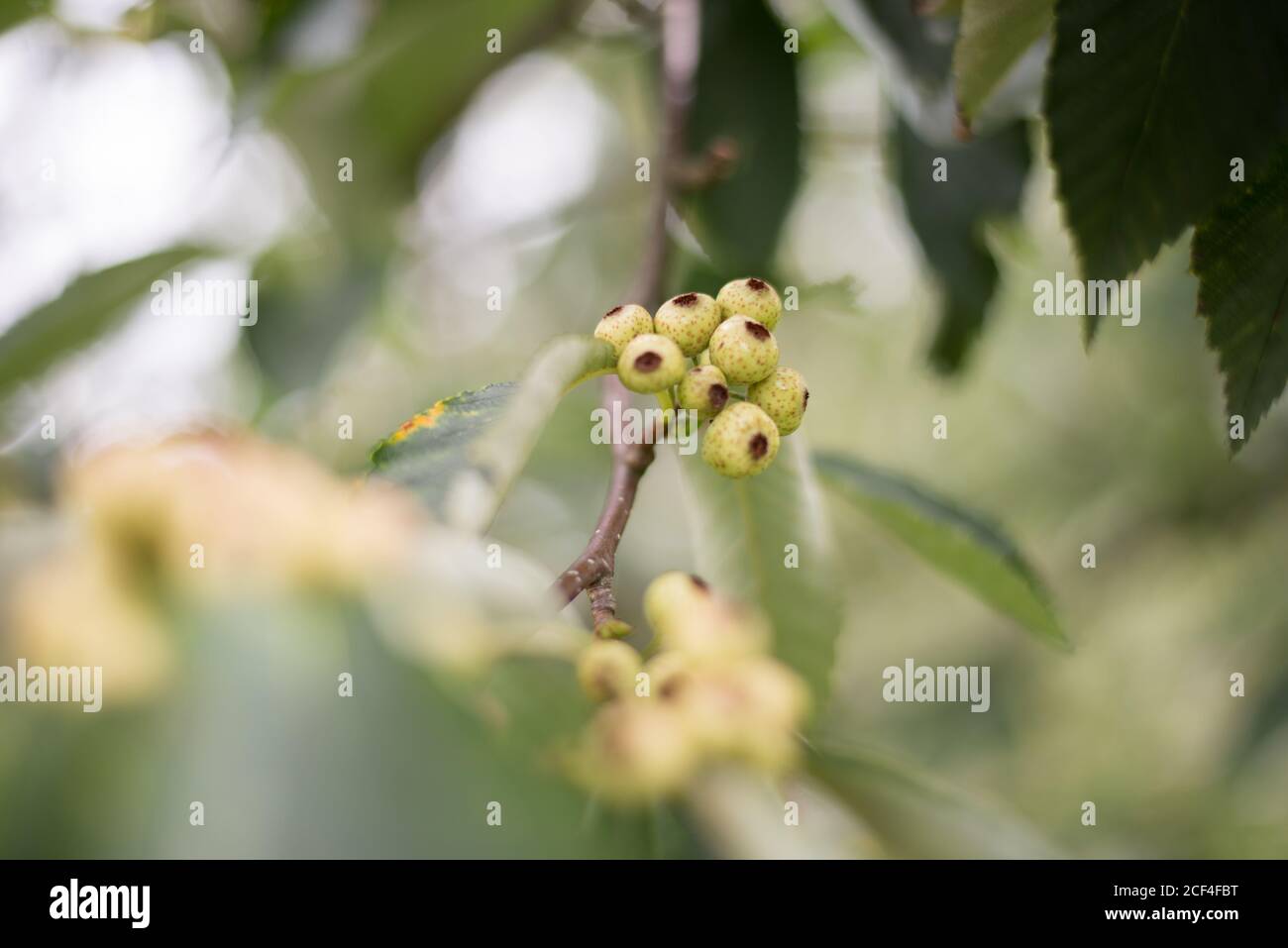 Tree with hanging berries hi-res stock photography and images - Alamy