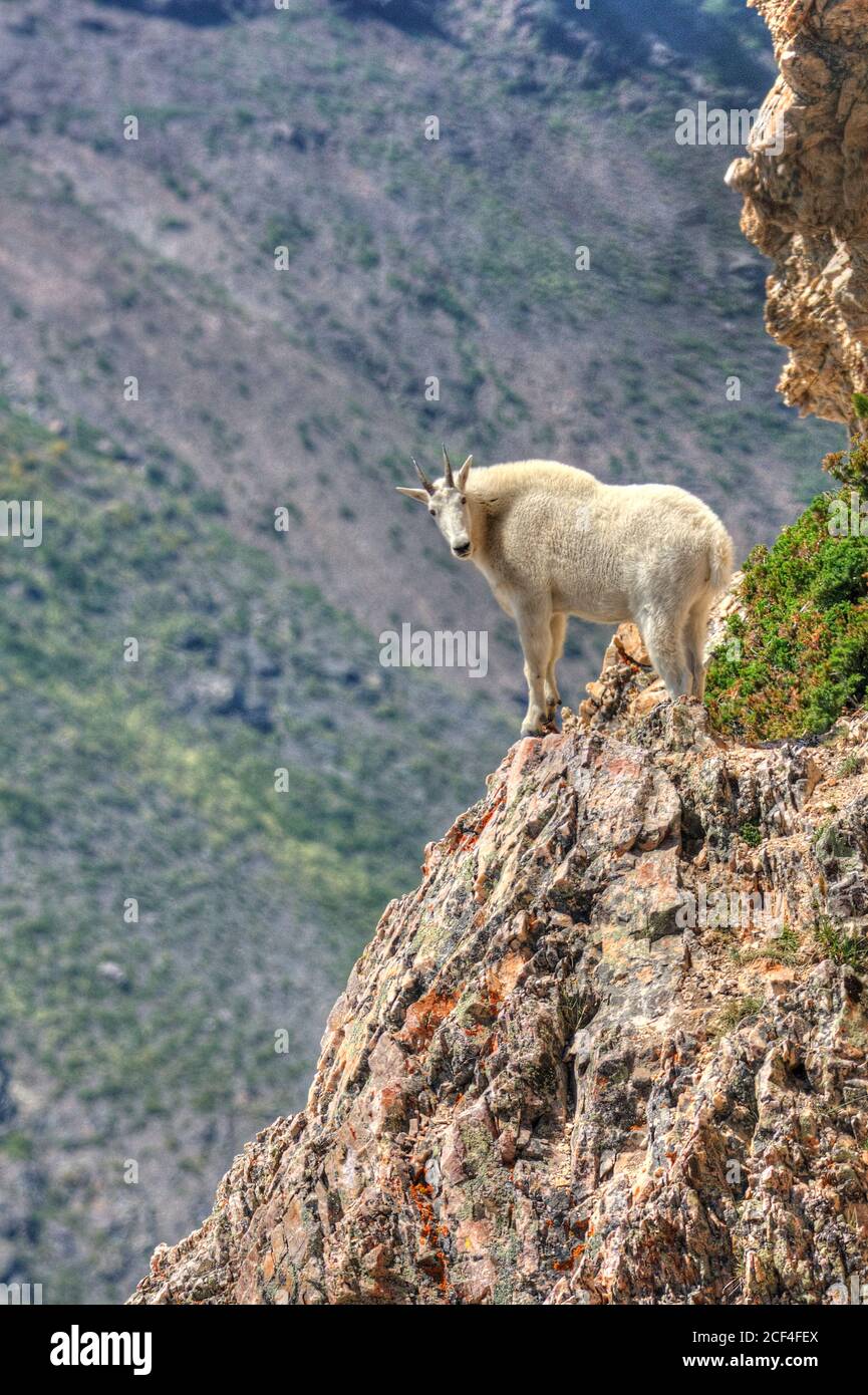 American Mountain Goat High Resolution Stock Photography and Images - Alamy