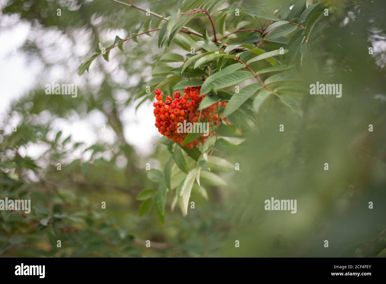 Dogberry tree hi-res stock photography and images - Alamy