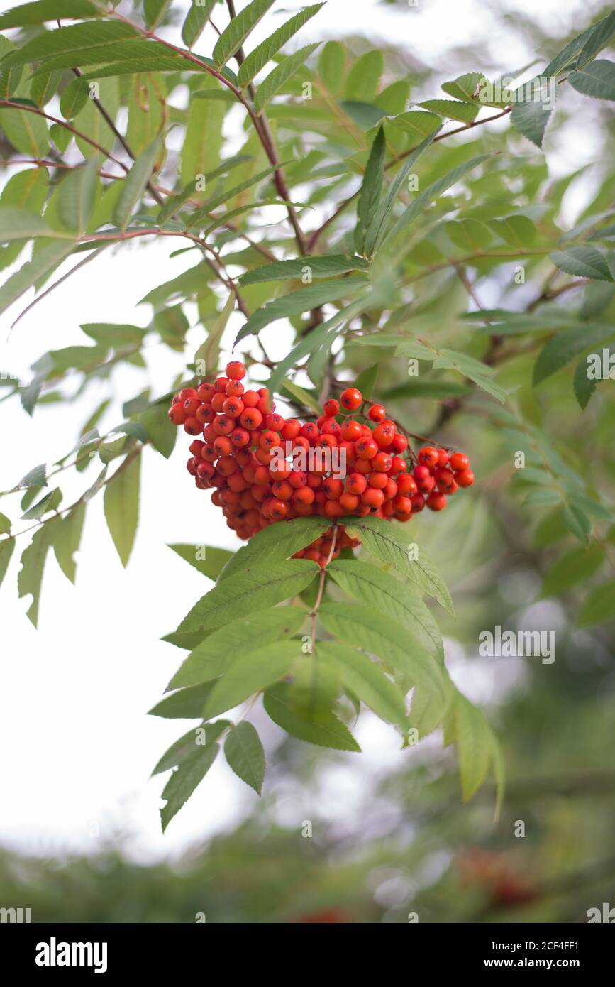 Dogberry tree hi-res stock photography and images - Alamy