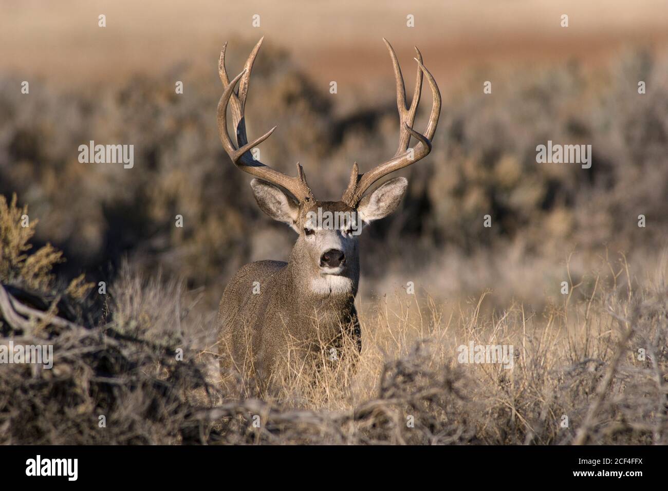 Mule deer arizona hi-res stock photography and images - Alamy