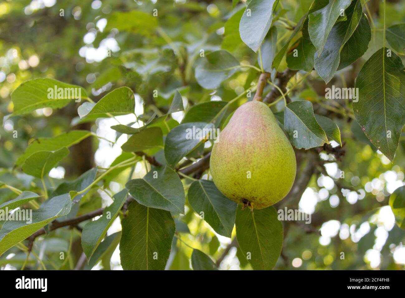 Pear tree harvest hi-res stock photography and images - Alamy