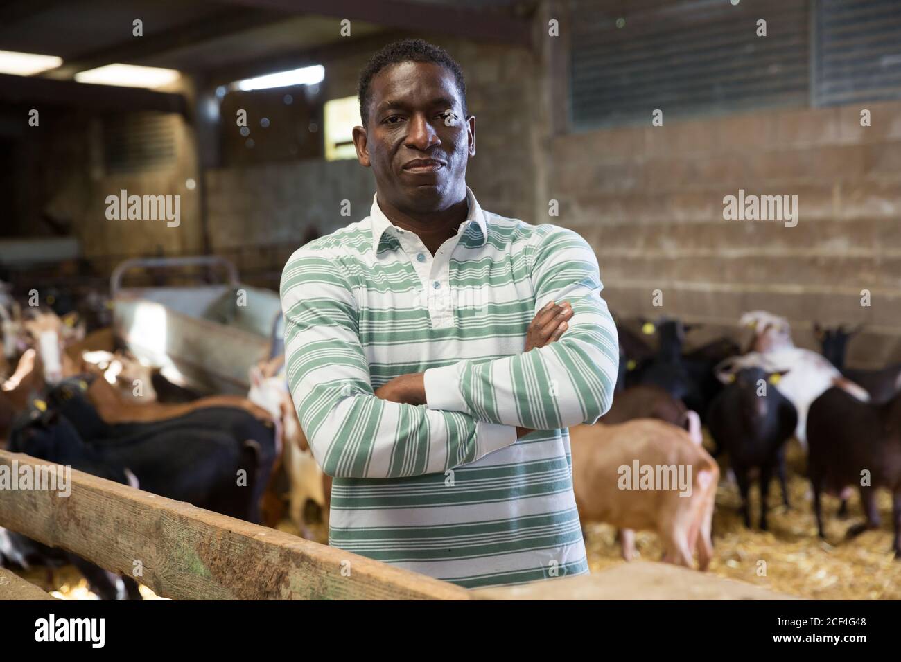 Confident African American man owner of goat farm posing in stall on ...