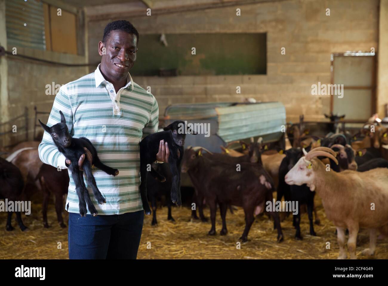 Portrait of experienced African American owner of goat farm looking ...