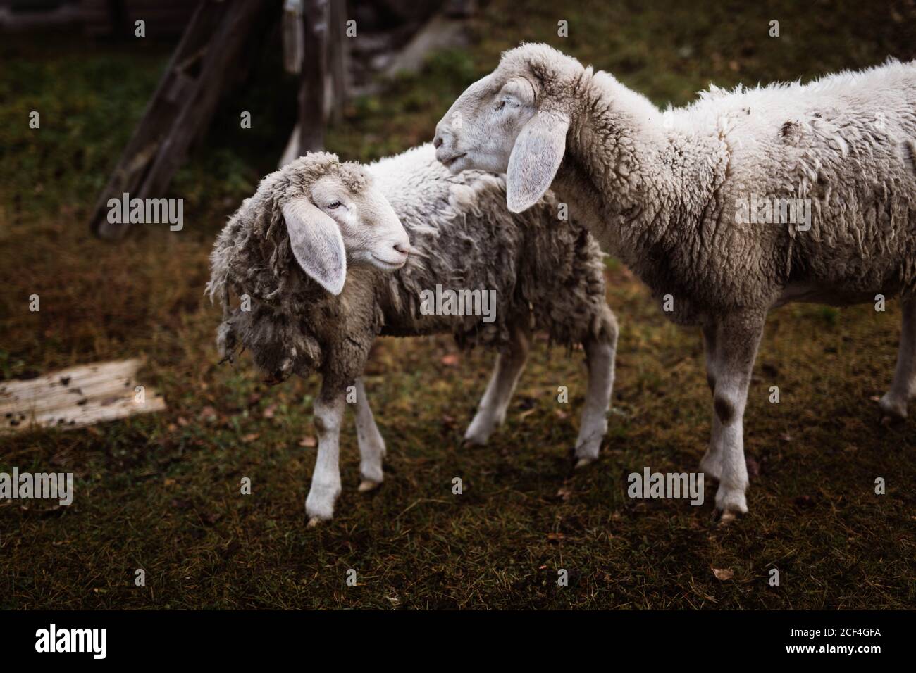 Sheep dolomites italy hi-res stock photography and images - Alamy
