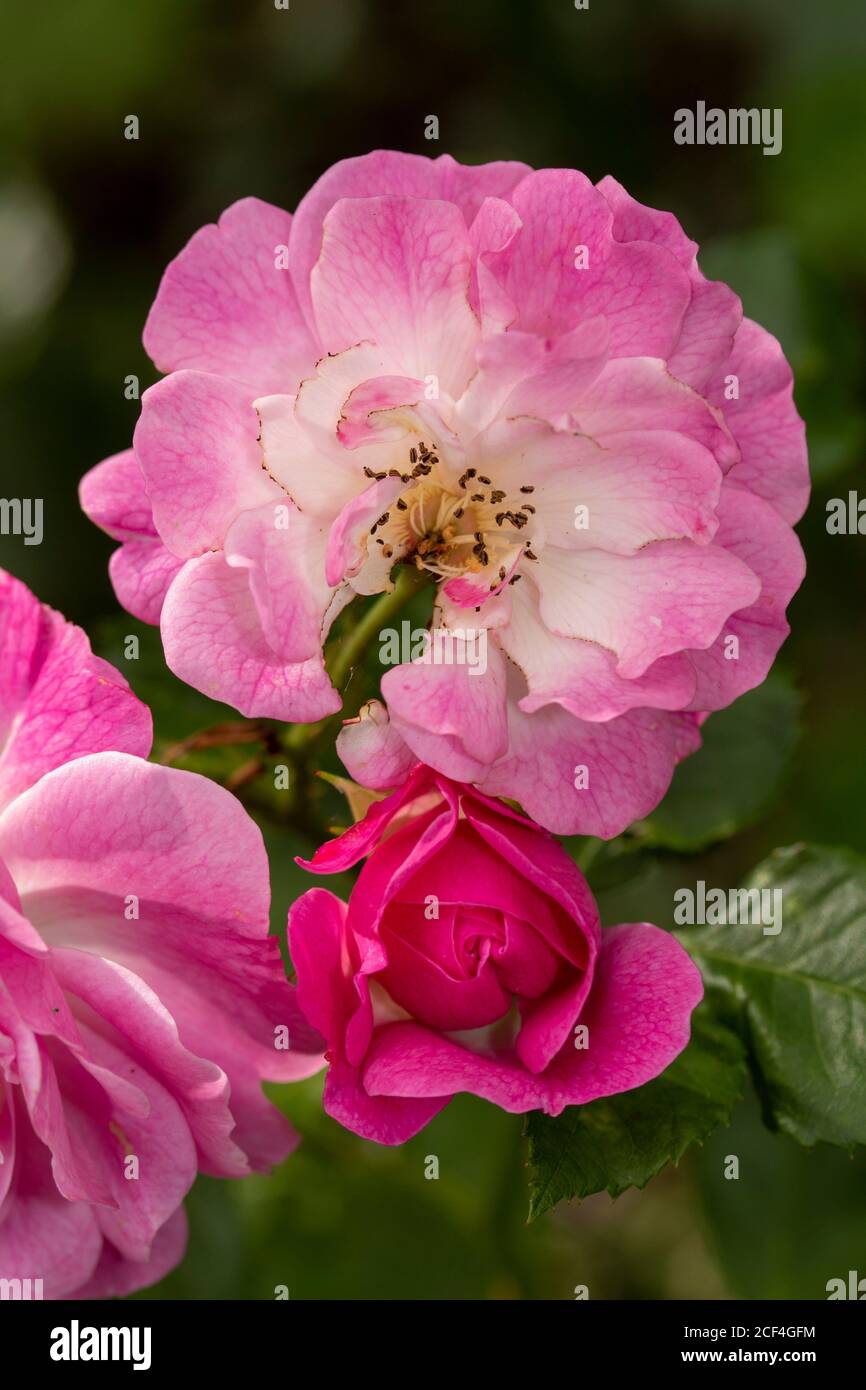 Lavender lassie rose hi-res stock photography and images - Alamy