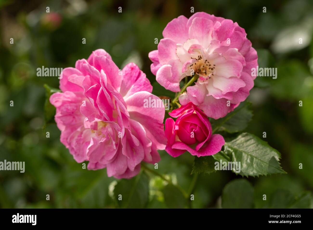Rosa Lavender Lassie, natural garden plant portrait Stock Photo - Alamy