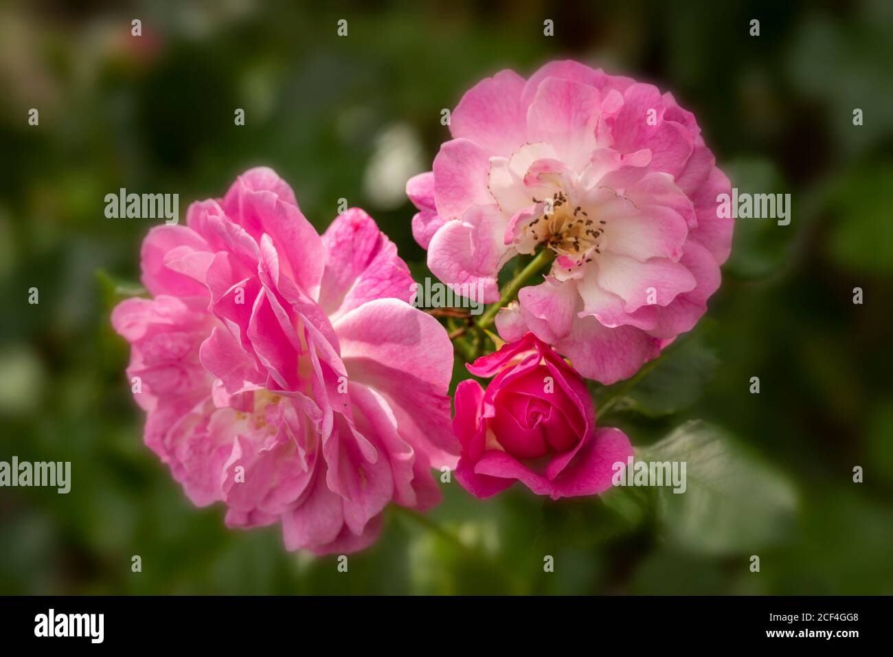 Lavender lassie rose hi-res stock photography and images - Alamy